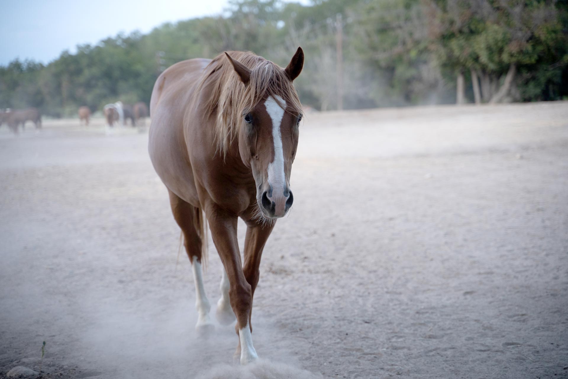 Horses – Mayan Dude Ranch